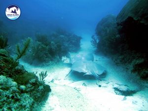 Tulum reef diving with Agua Clara Diving Tulum