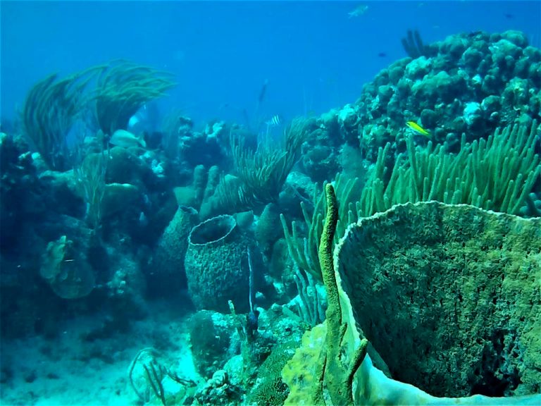 DIVING BANCO CHINCHORRO - THE PEARL OF THE CARIBBEAN