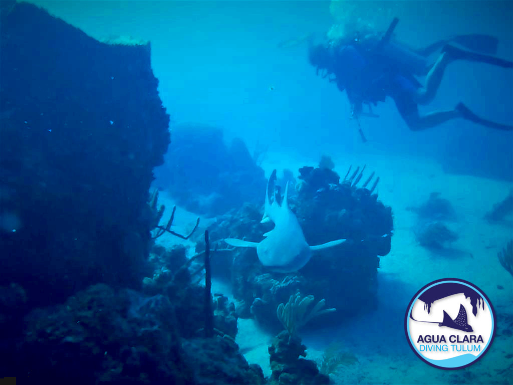 DIVING BANCO CHINCHORRO - THE PEARL OF THE CARIBBEAN