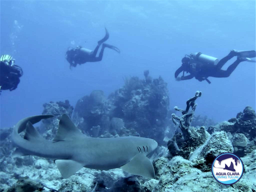 Guide to the Reef of Tulum Archives | Agua Clara Diving Tulum