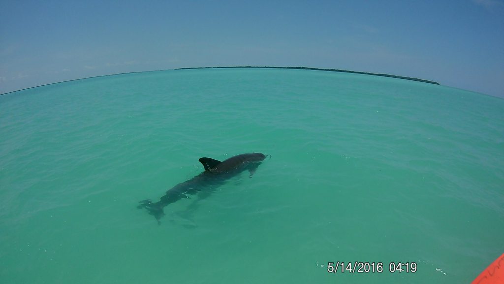 Punta Allen Tour In Magical Tulum | Agua Clara Diving Tulum