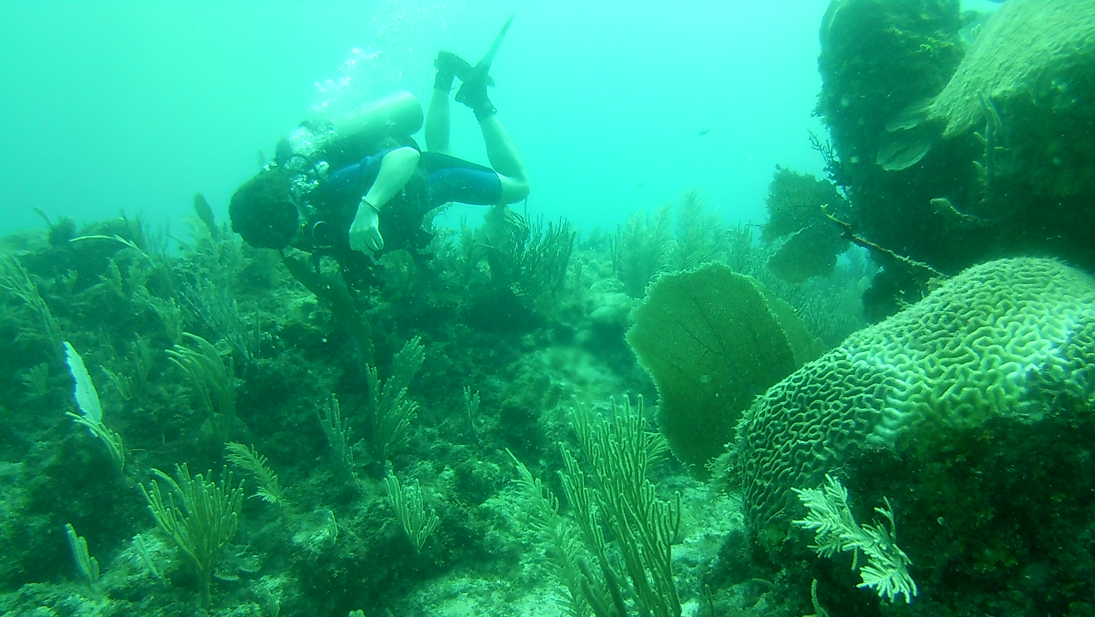 Reef Diving In Magical Tulum - Simon Karpp | Agua Clara Diving Tulum