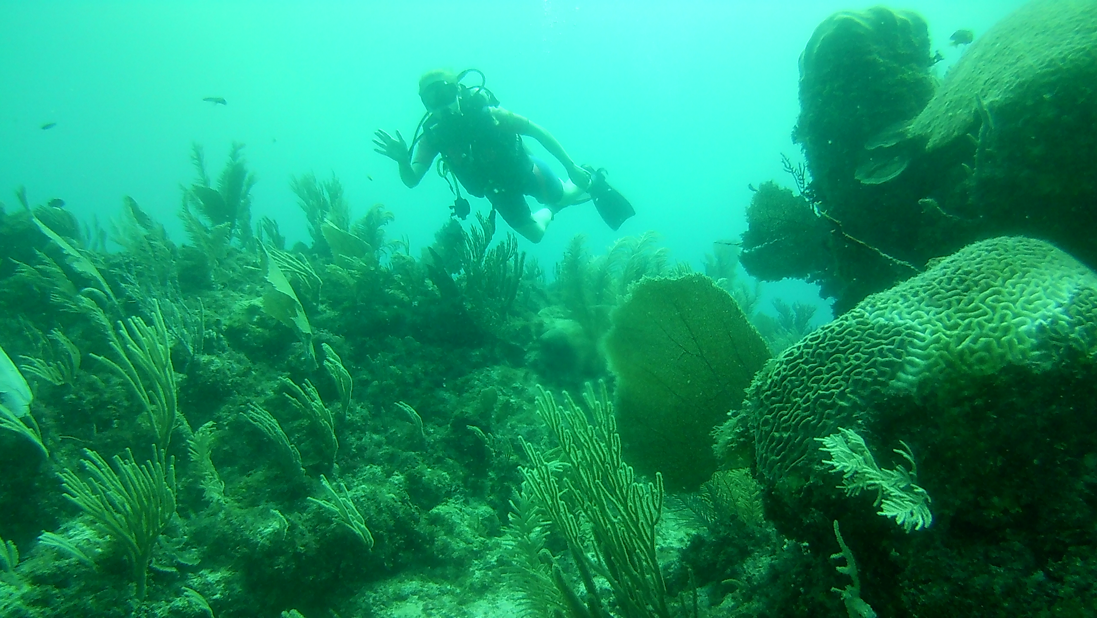 Reef Diving In Magical Tulum - Simon Karpp | Agua Clara Diving Tulum