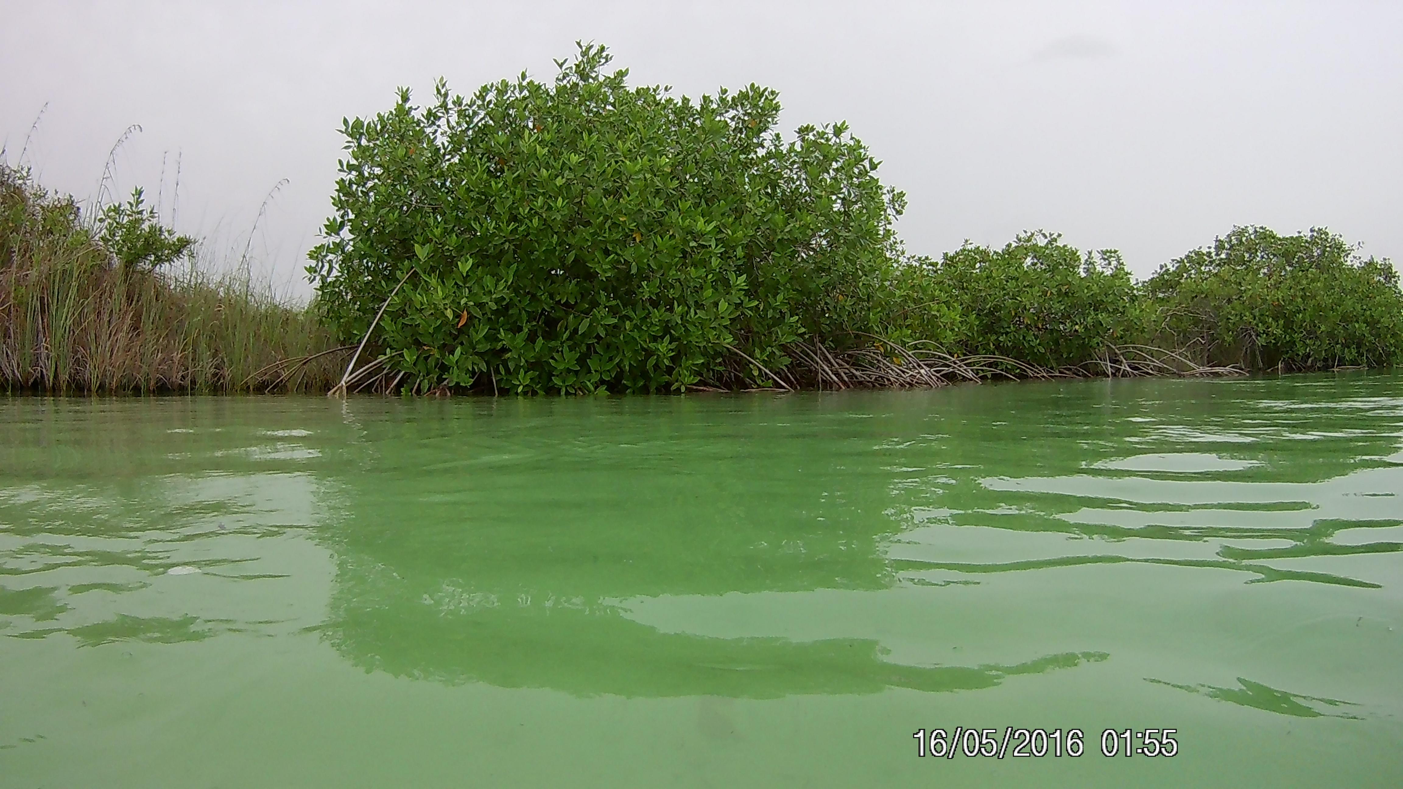Sian Ka’an Floating Through Mayan Canals - David | Agua Clara Diving Tulum