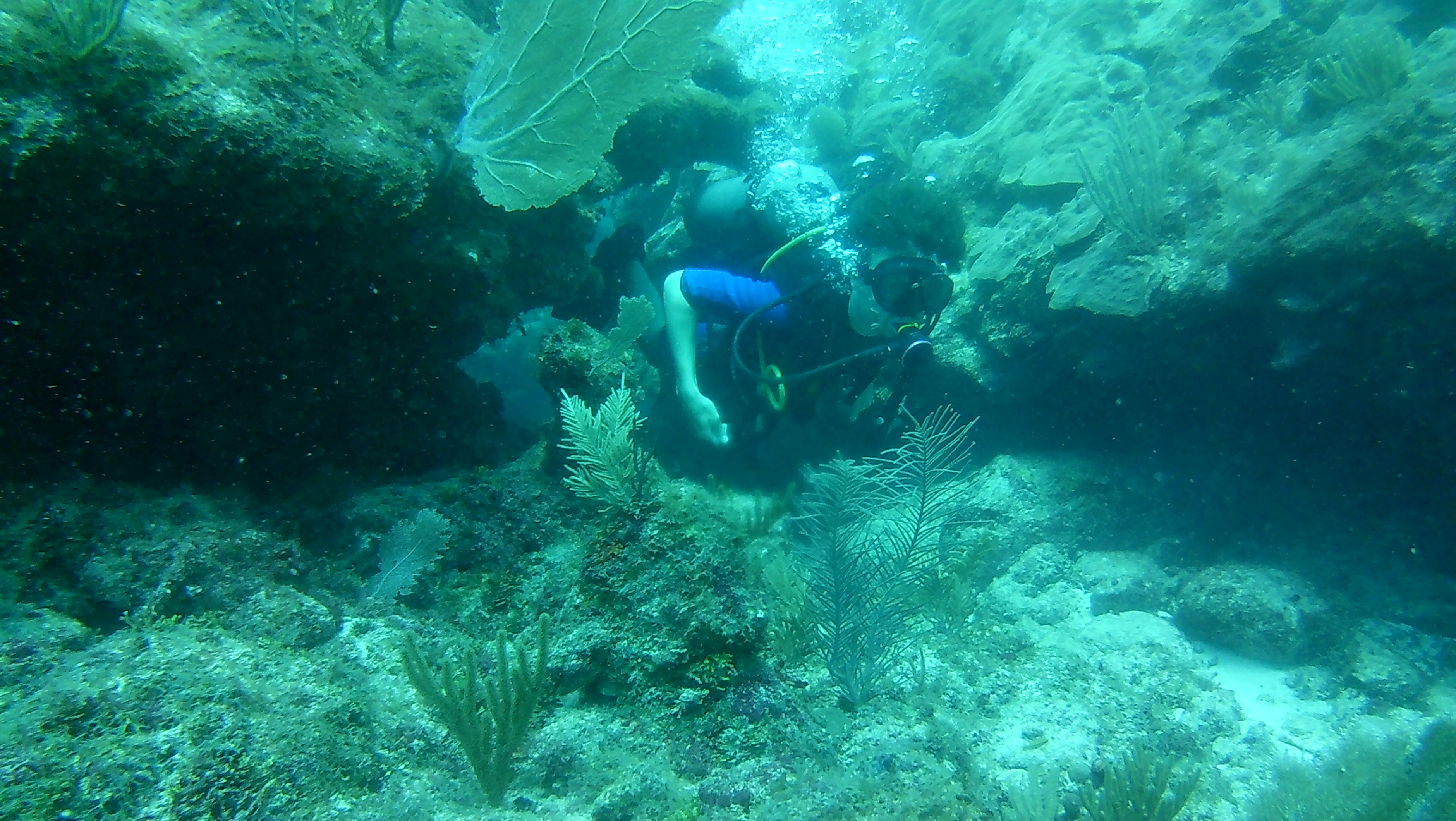 Reef Diving In Magical Tulum - Simon Karpp | Agua Clara Diving Tulum