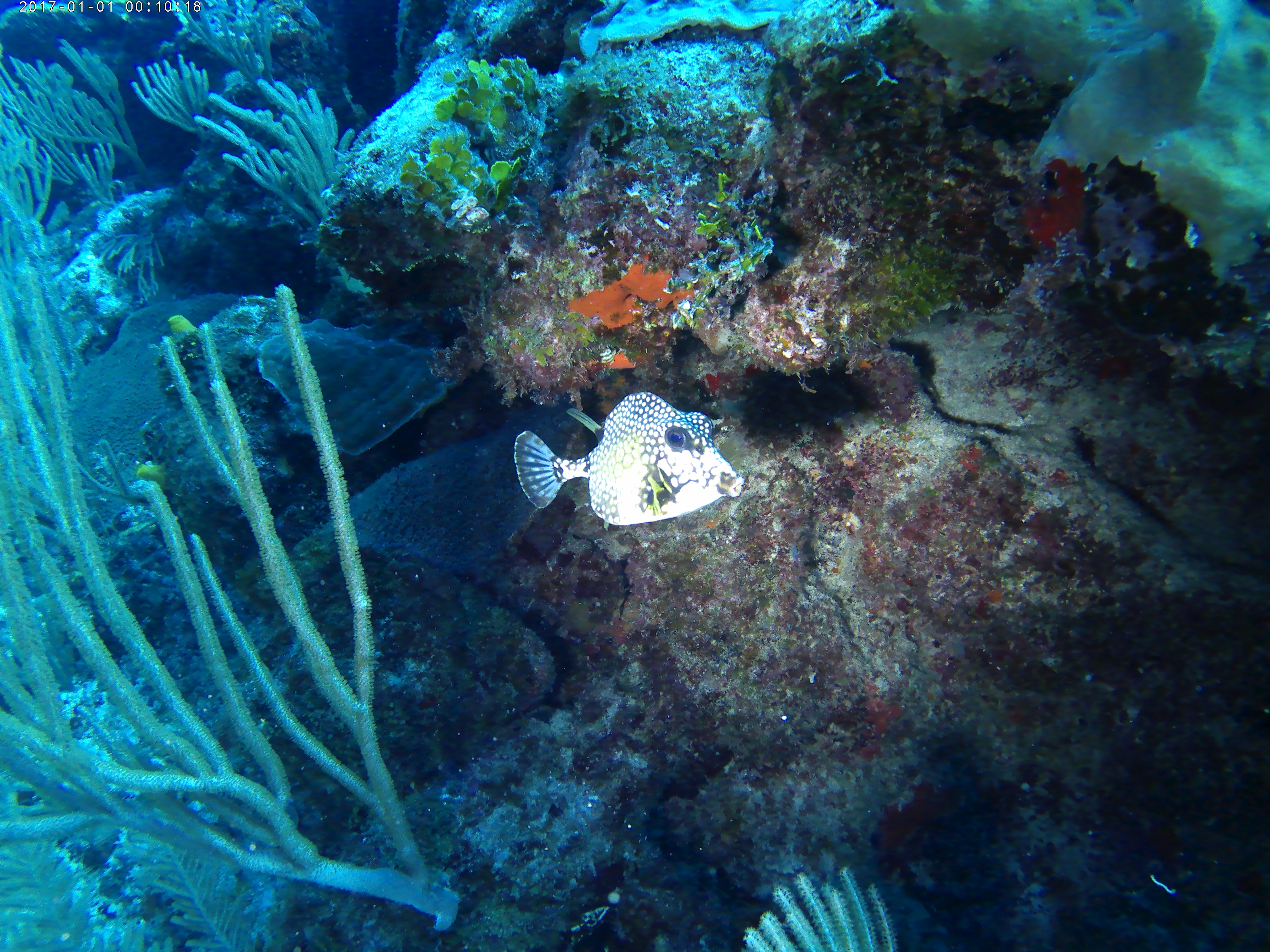 Reef Diving In Magical Tulum | Agua Clara Diving Tulum